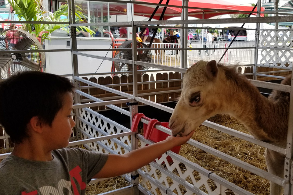 Ohio State Fair Animal Attractions