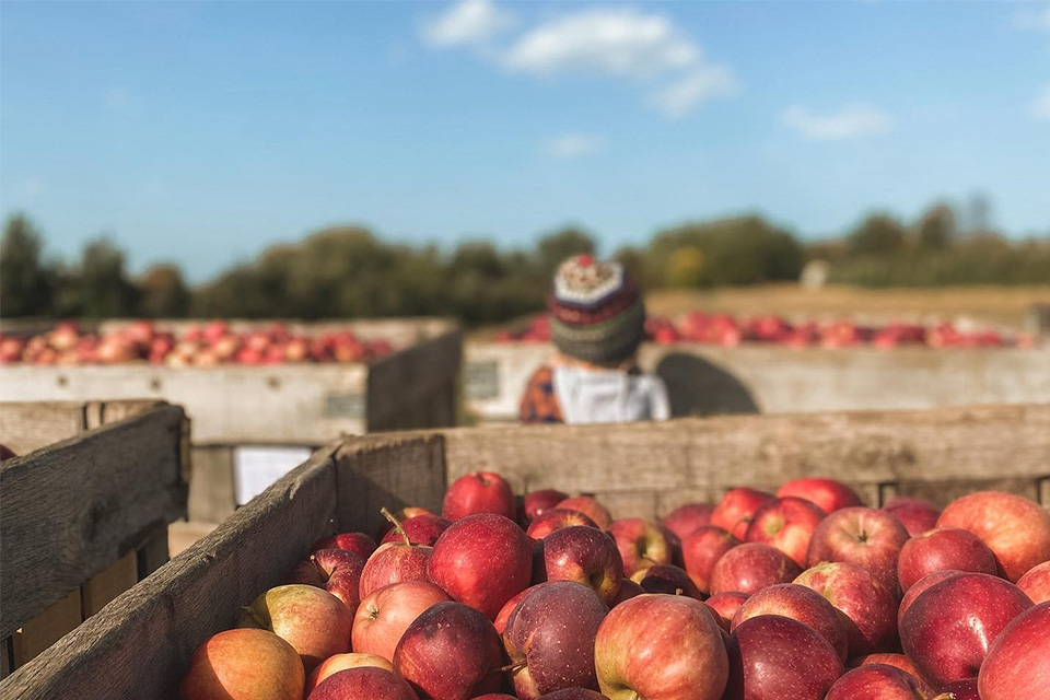 6 Ohio Apple Festivals to Enjoy this Fall