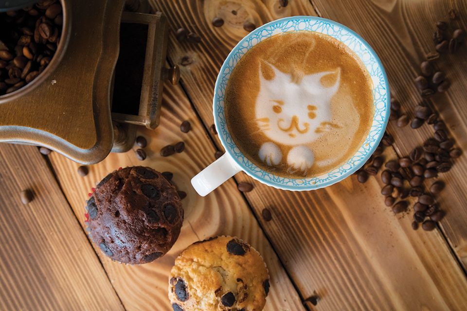Get Your Feline Fix at 3 Ohio Cat Cafes